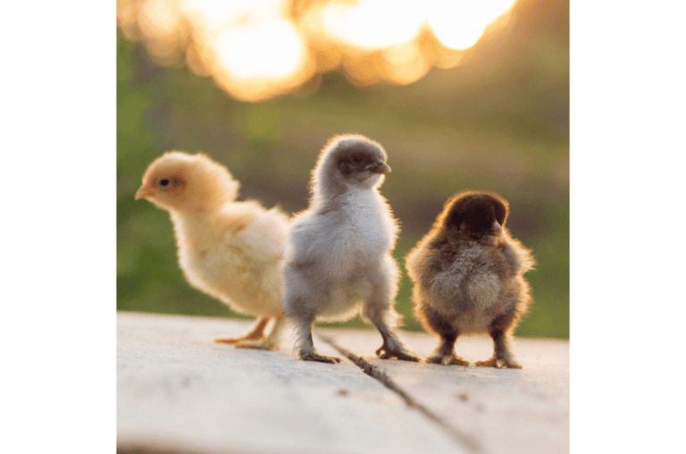 How to Raise Chicks for Beginners Easy Guide - Idie's Farm