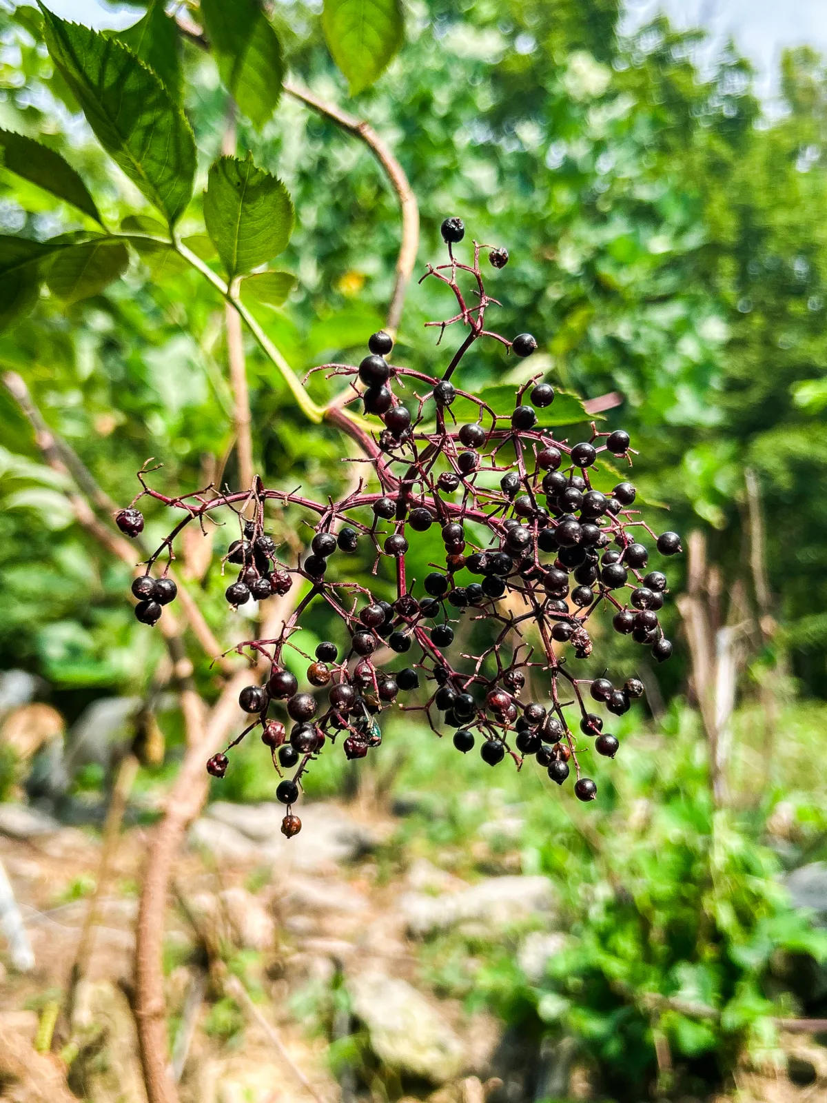 Elderberry Syrup Recipe (with Fresh or Dried Elderberries) - Idie's Farm