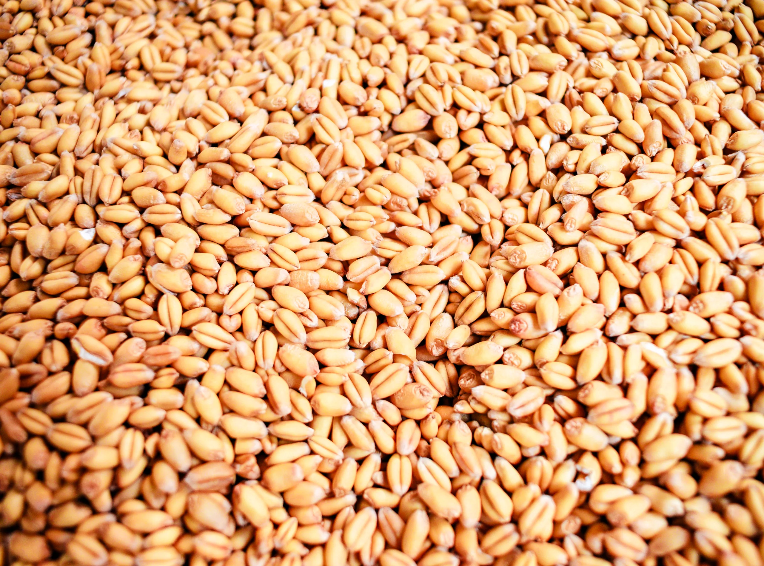 What Is Milled Wheat (And Why We Love Freshly Ground Flour) - Idie's Farm